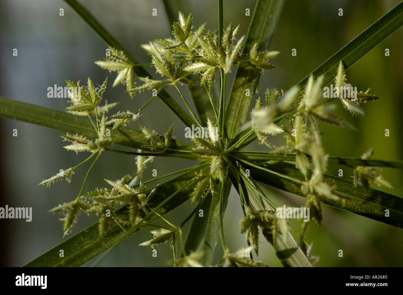 Leaf papyrus hi-res stock photography and images - Alamy