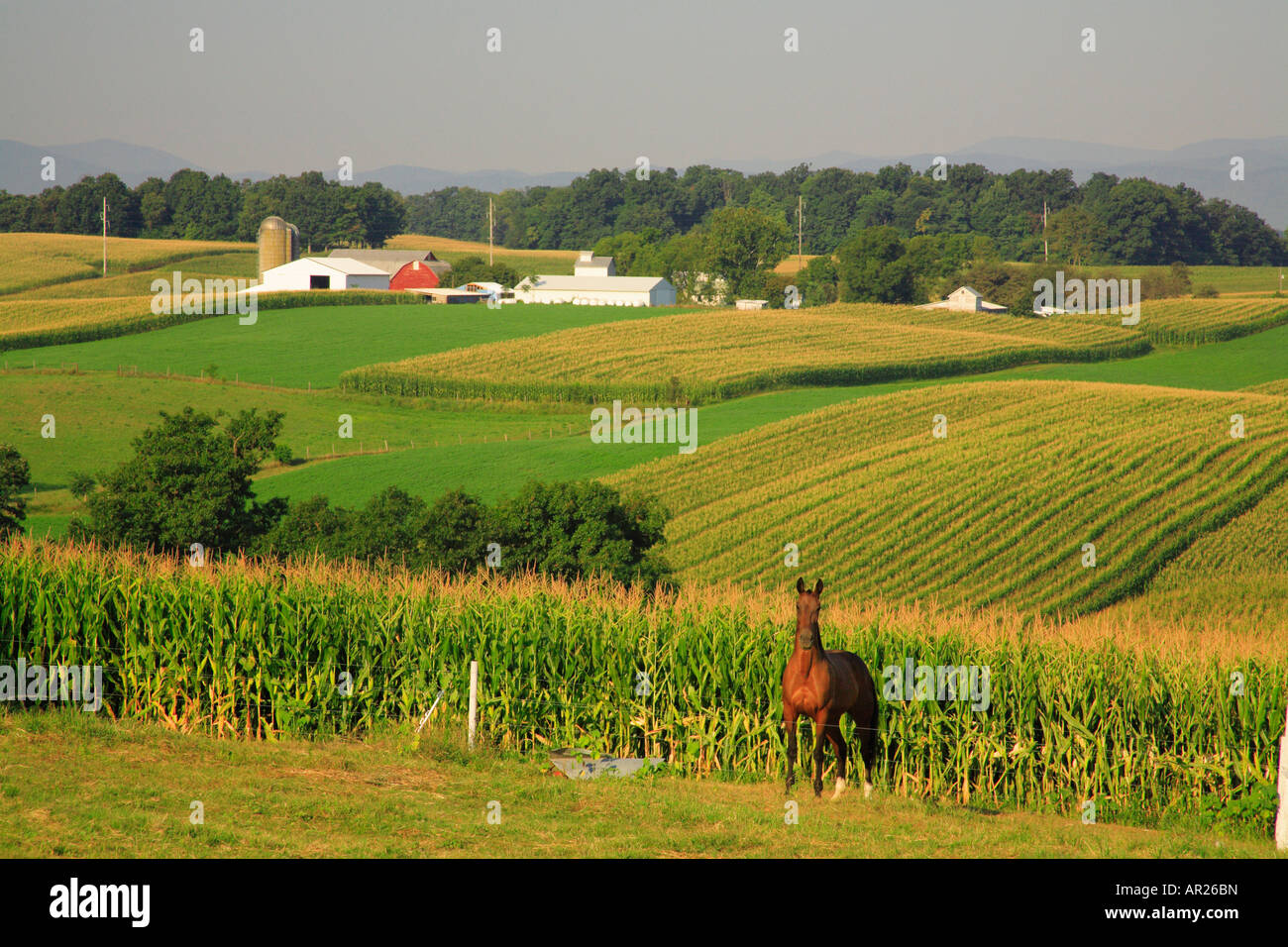 Virginia horse country blue ridge hi-res stock photography and images ...