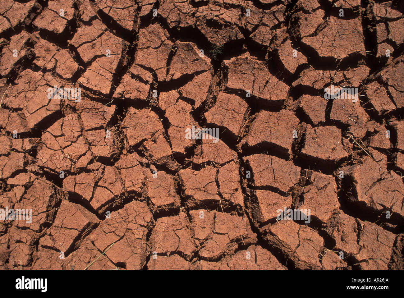 Africa Kenya Samburu National Reserve Detail of cracked mud surface of ...