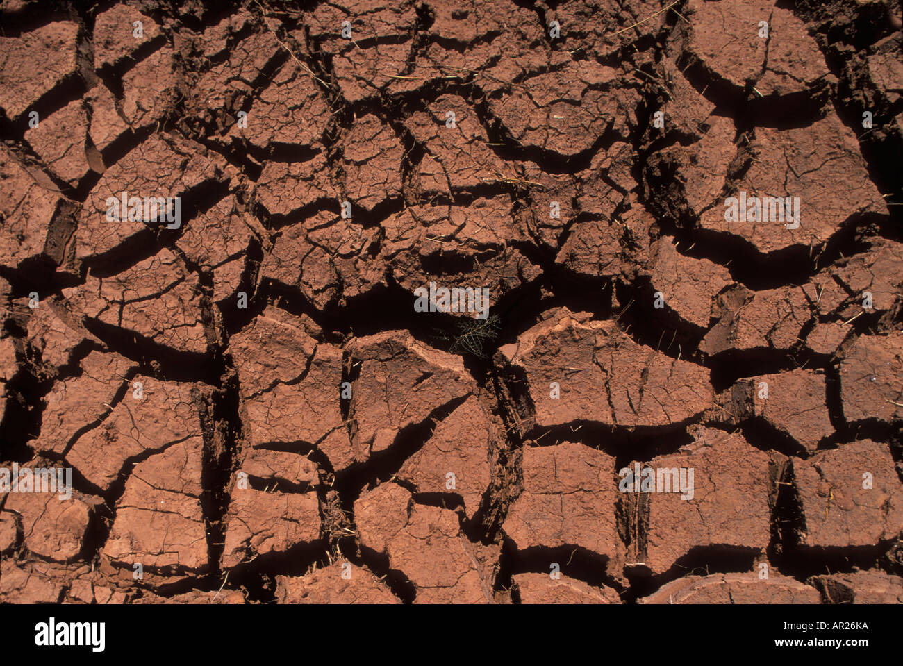 Africa Kenya Samburu National Reserve Detail of cracked mud surface of ...