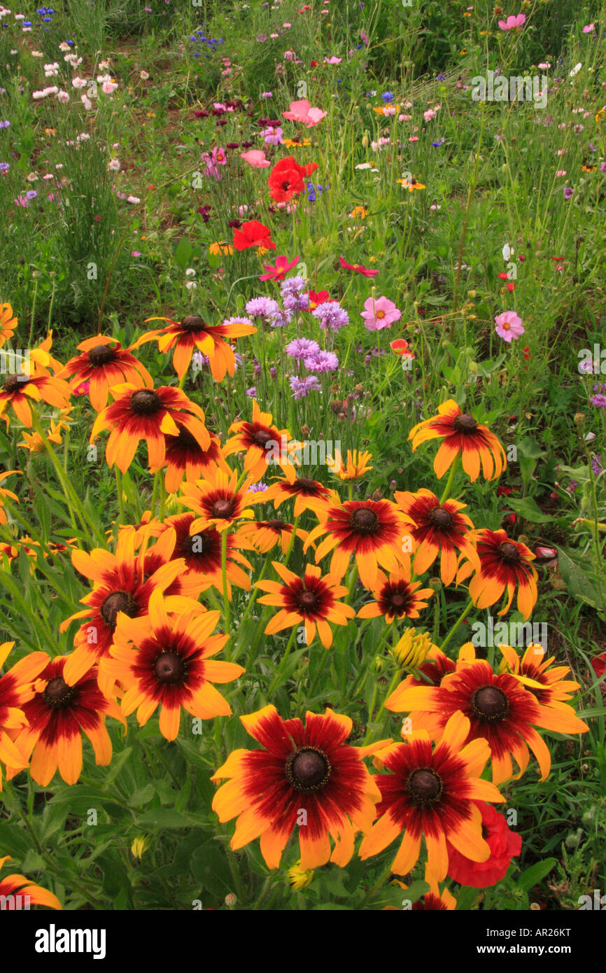 Valley Of Virginia Wildflowers, Fairfield, Shenandoah Valley, Virginia ...