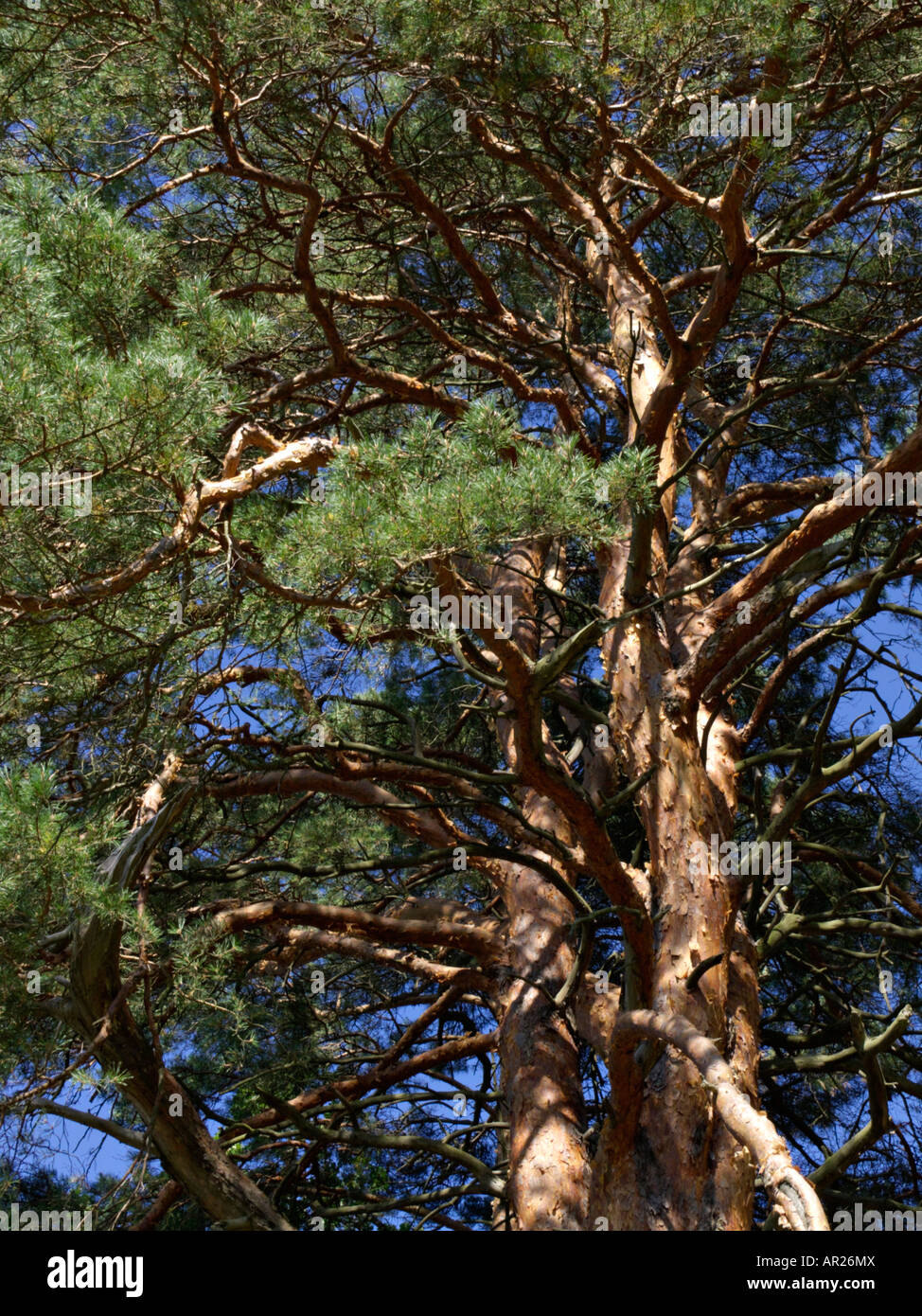 Scots pine (Pinus sylvestris Stock Photo - Alamy