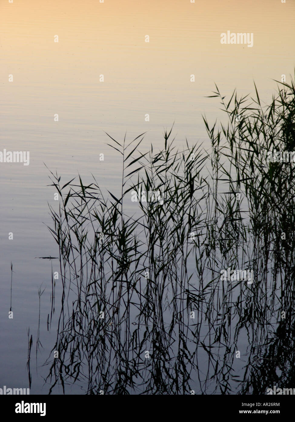Common reed (Phragmites australis Stock Photo - Alamy