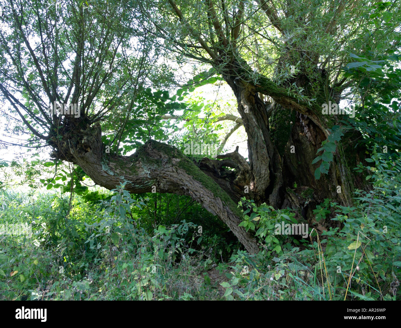 Osier willow tree salix viminalis hi-res stock photography and images ...