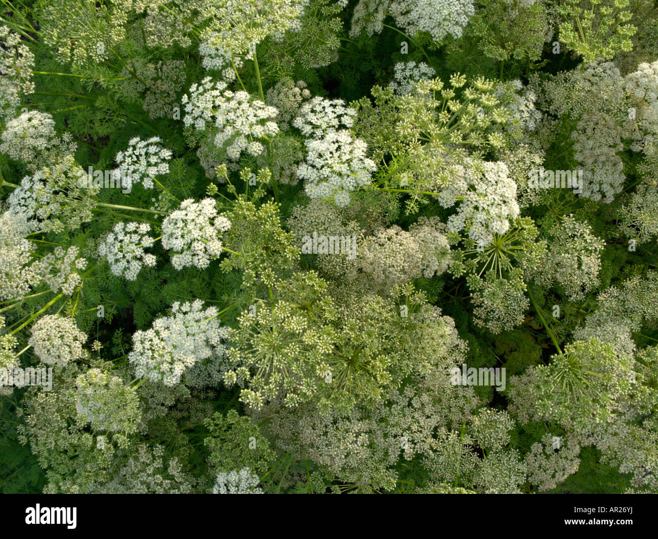 Ligusticum lucidum hi-res stock photography and images - Alamy