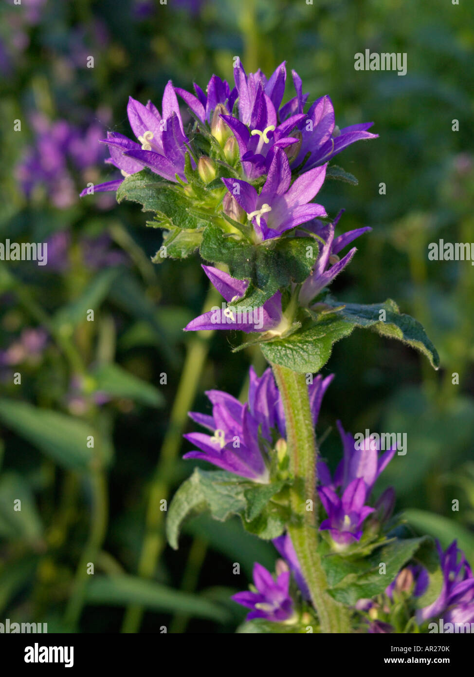 Clustered bellflower (Campanula glomerata Stock Photo - Alamy
