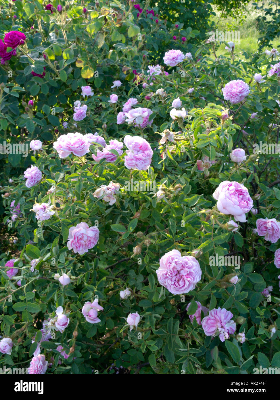Cabbage rose (Rosa x centifolia 'Catherine de Wurttemberg' Stock Photo ...