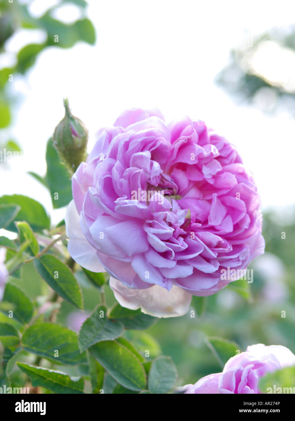 Cabbage rose (Rosa x centifolia 'Catherine de Wurttemberg' Stock Photo ...