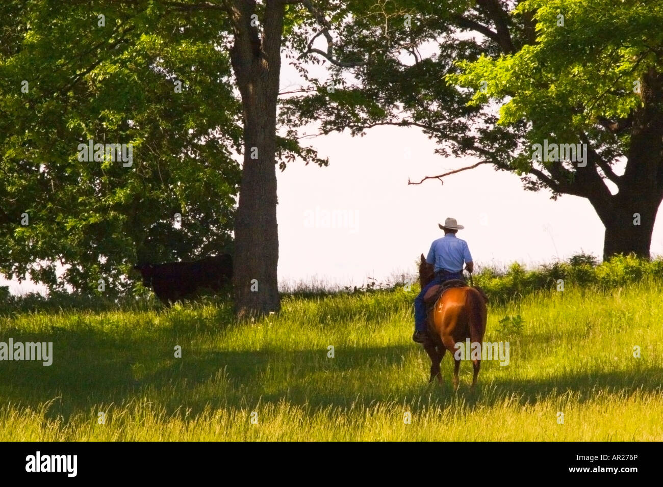 Cowboy Under the Trees, Fauquier County, Virginia, USA Stock Photo - Alamy