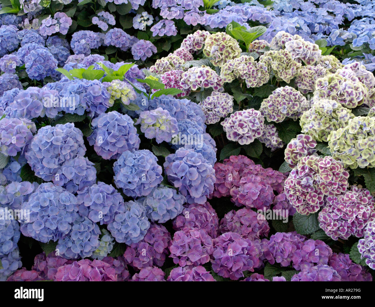 Big leaved hydrangea hydrangea macrophylla hi-res stock photography and ...