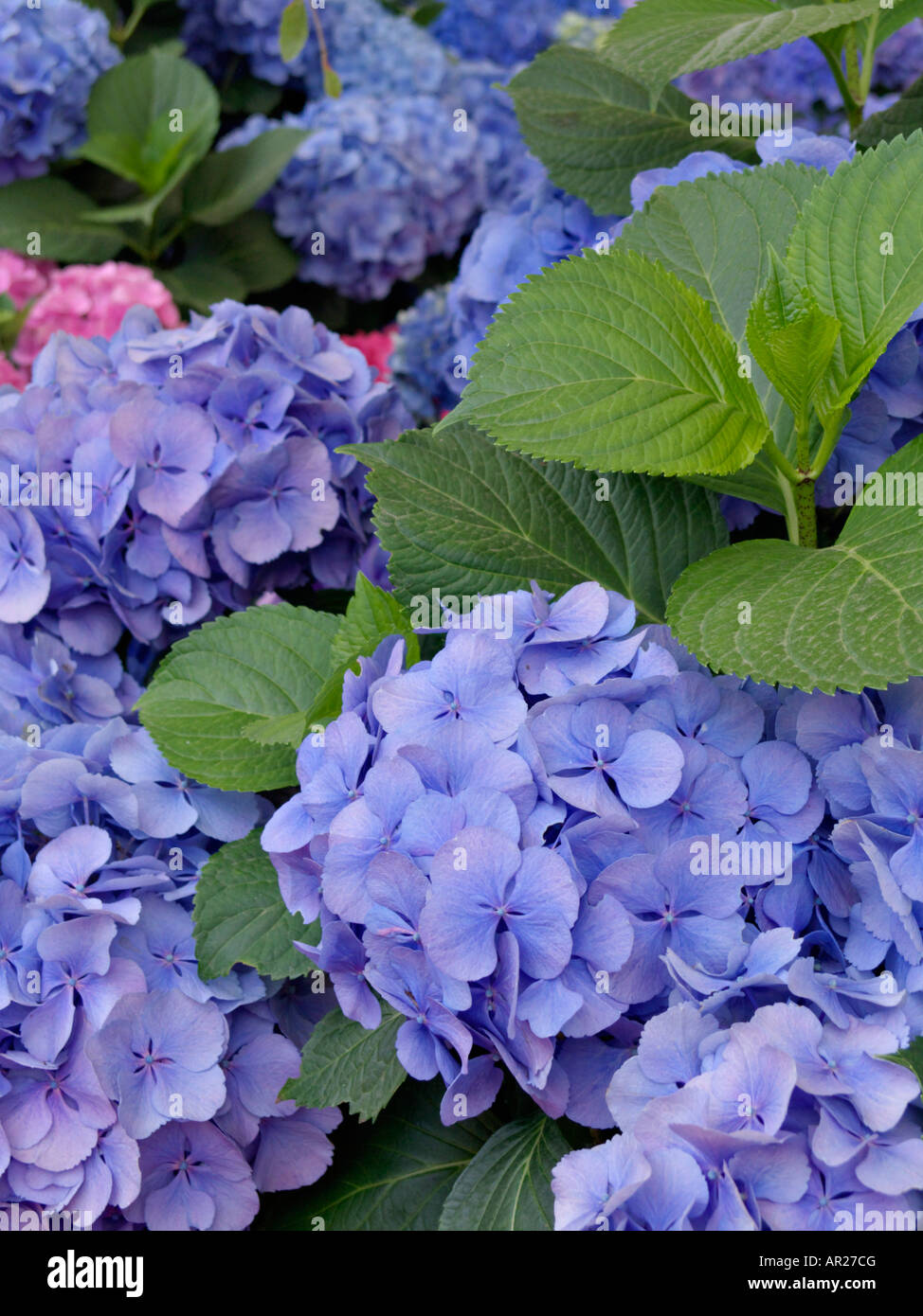 Big-leaved hydrangea (Hydrangea macrophylla 'Heinrichsberg' Stock Photo ...