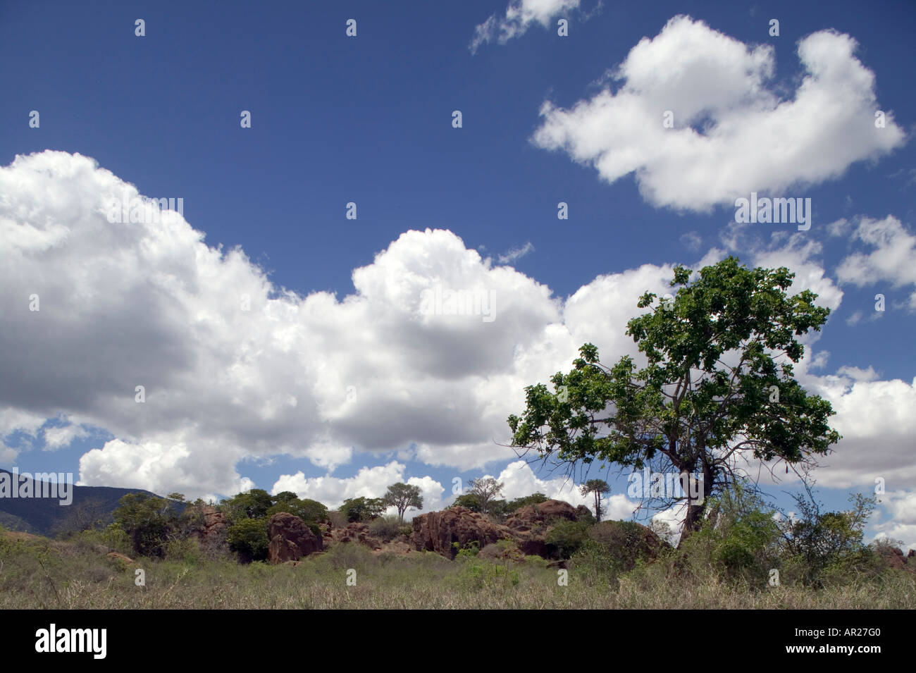 Africa Kenya Tsavo West National Park Equatorial sun lights green brush ...