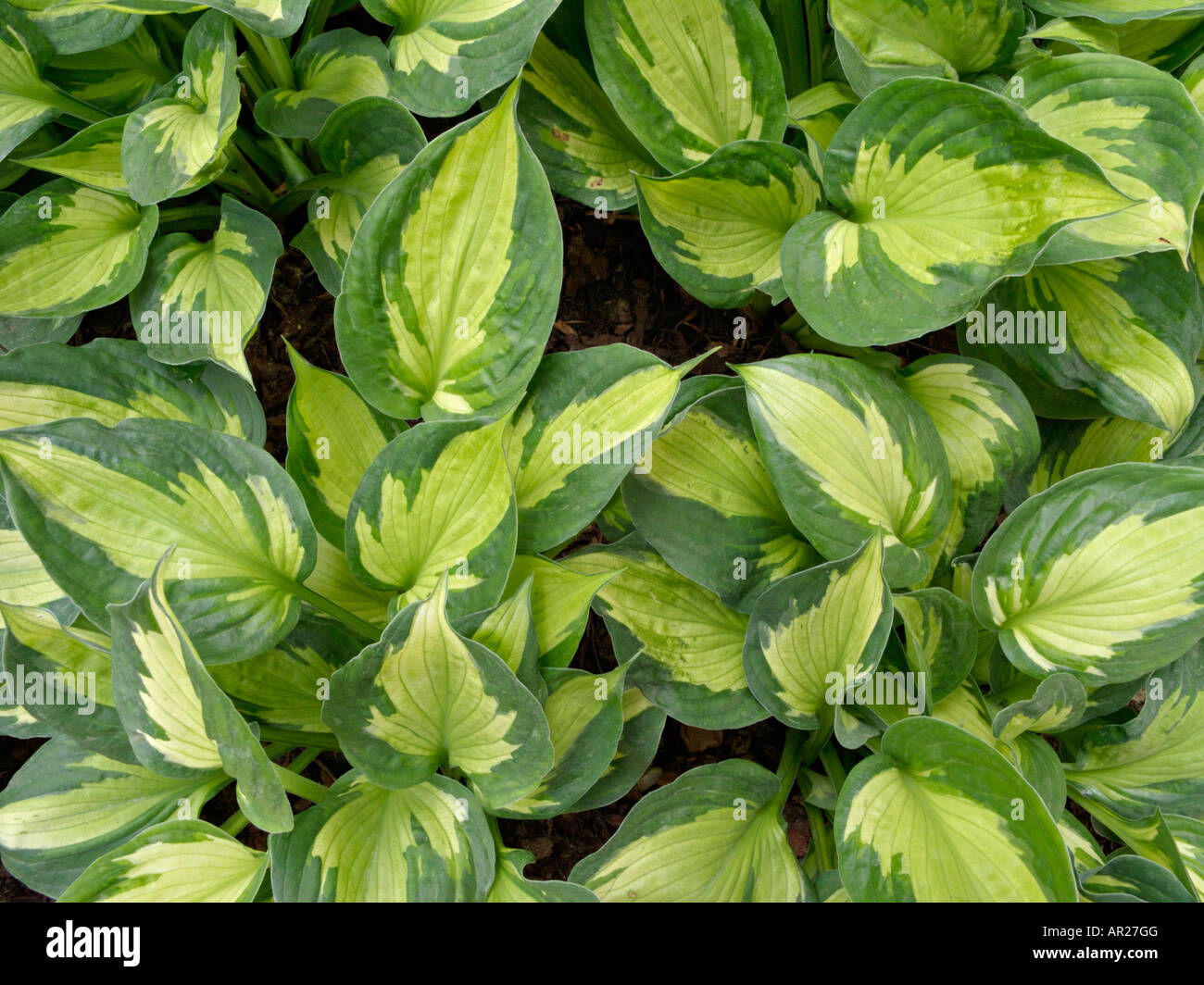 Plantain lily (Hosta Whirlwind Stock Photo - Alamy