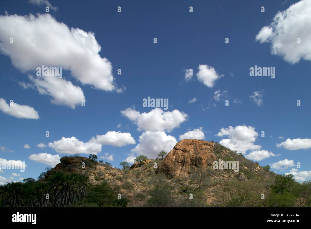 Africa Kenya Tsavo West National Park Equatorial sun lights green brush ...