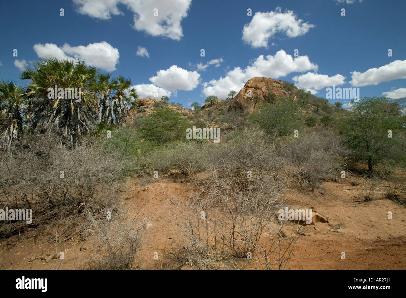Africa Kenya Tsavo West National Park Equatorial sun lights green brush ...