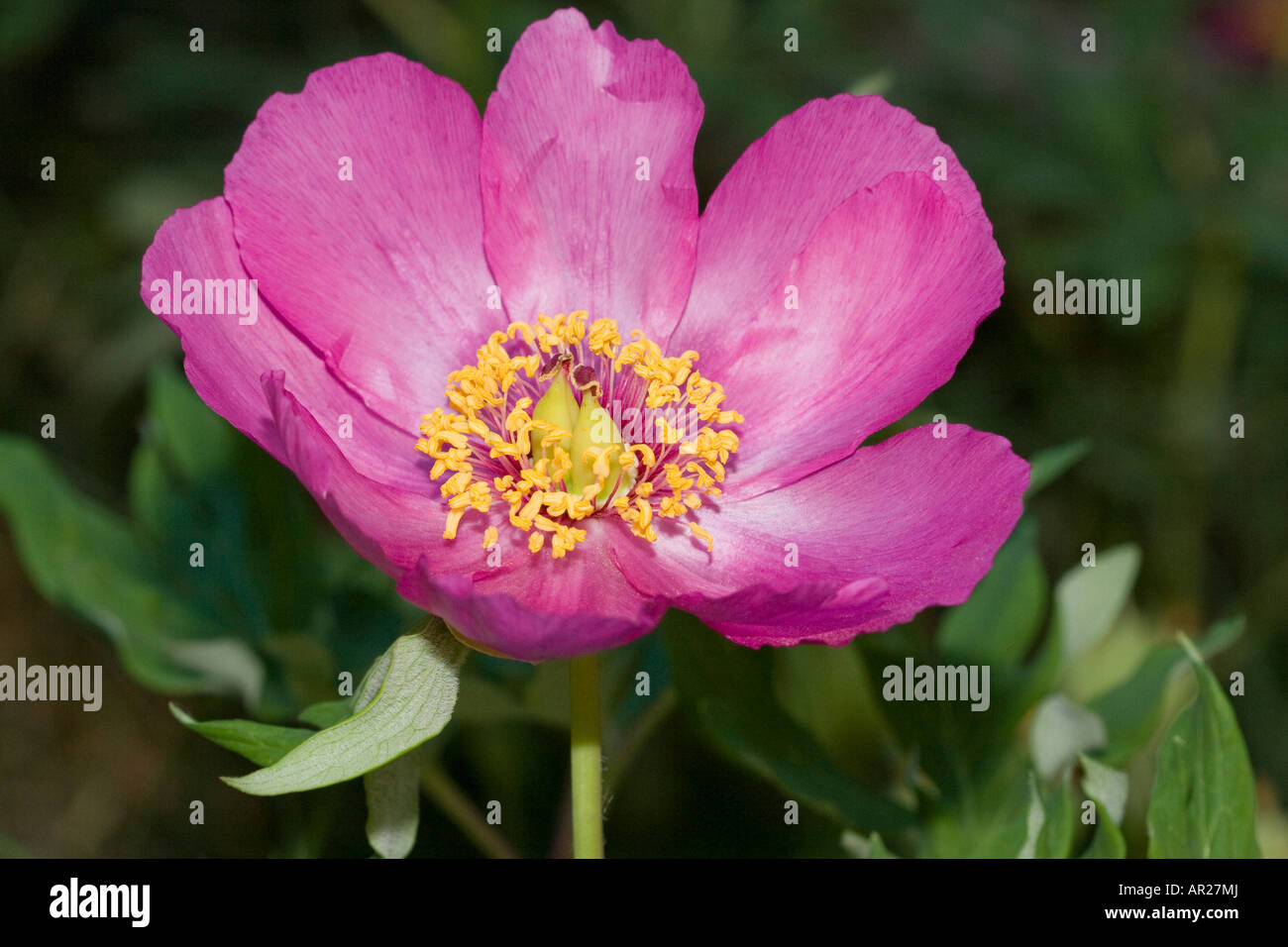 Chinese rose flower hi-res stock photography and images - Alamy