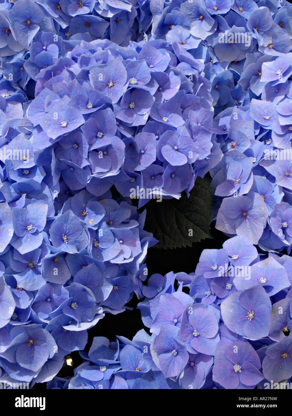 Big-leaved hydrangea (Hydrangea macrophylla Stock Photo - Alamy