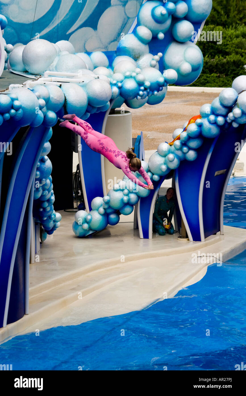 Seaworld Trainer Performer Diving in Tank Pool Stock Photo - Alamy