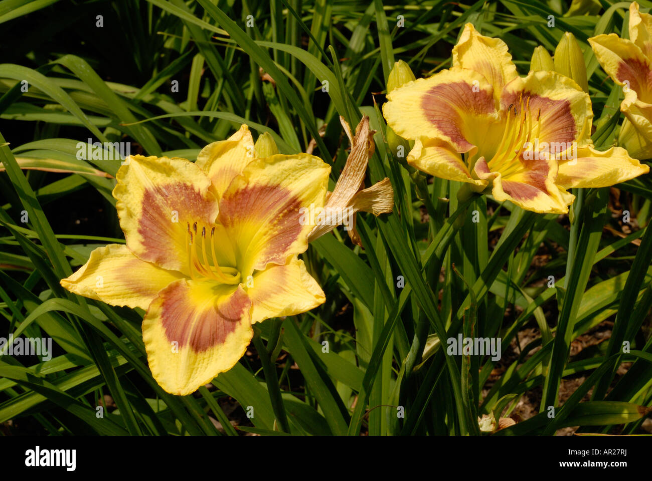 Red Eyed Jack Daylily Stock Photo - Alamy