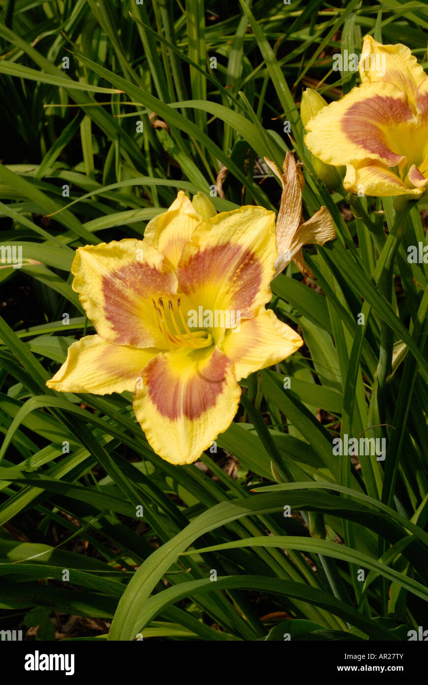 Red Eyed Jack Daylily Stock Photo - Alamy