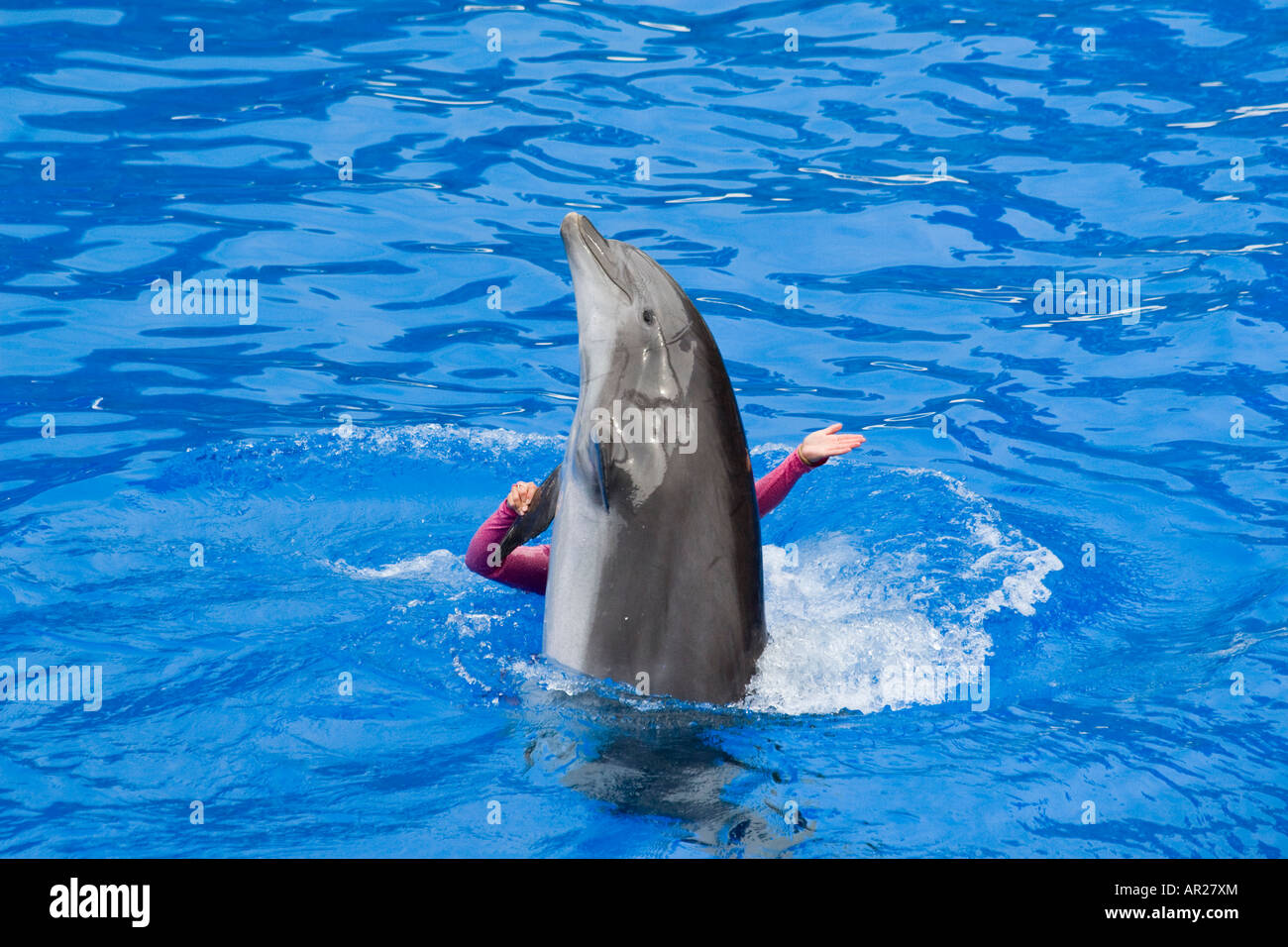 Seaworld Dolphin Performing with Trainer in Pool Stock Photo - Alamy