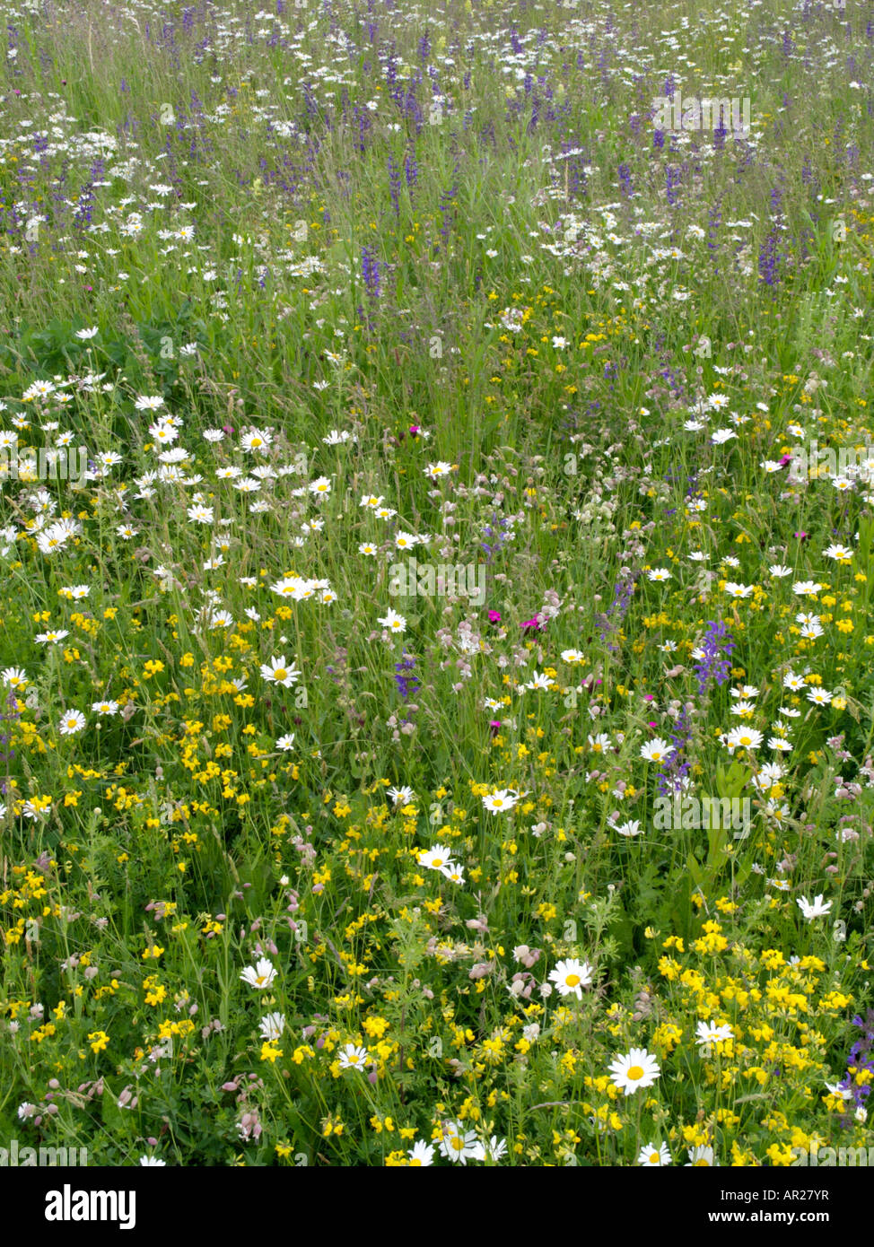 Meadow vertical hi-res stock photography and images - Alamy