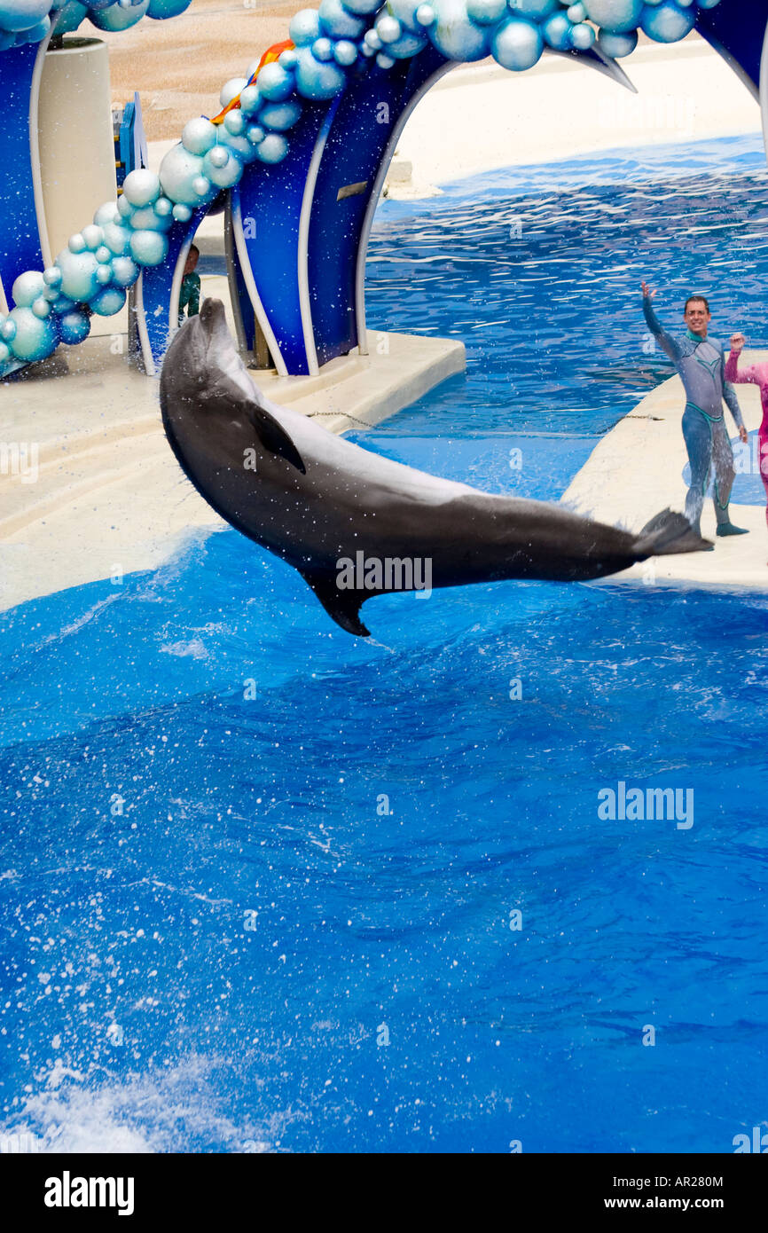 Seaworld Dolphins Jumping in Pool Stock Photo - Alamy