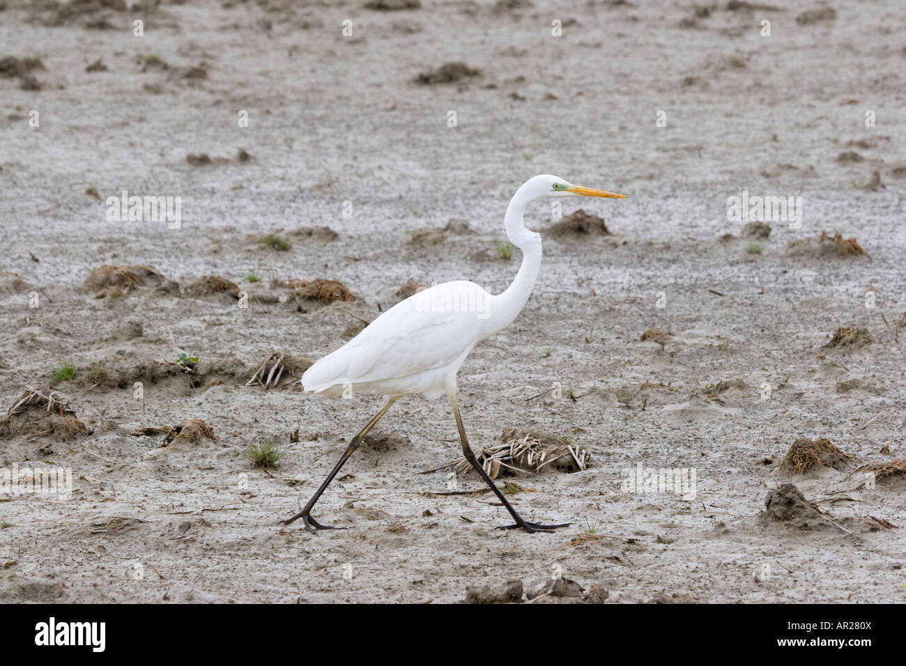 Great White Walking Stock Photo - Alamy