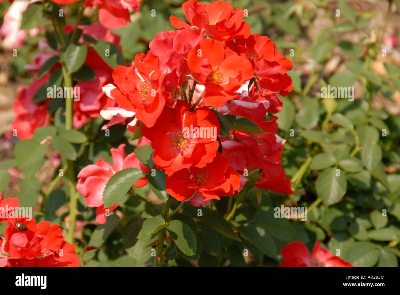 Sarabande Rose Rose Stock Photo - Alamy
