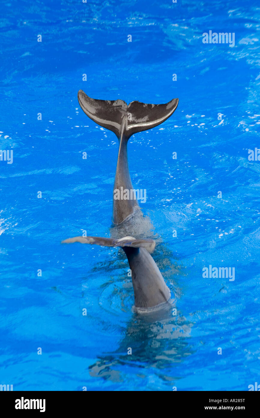 Seaworld Dolphins Waving with Tails Stock Photo - Alamy