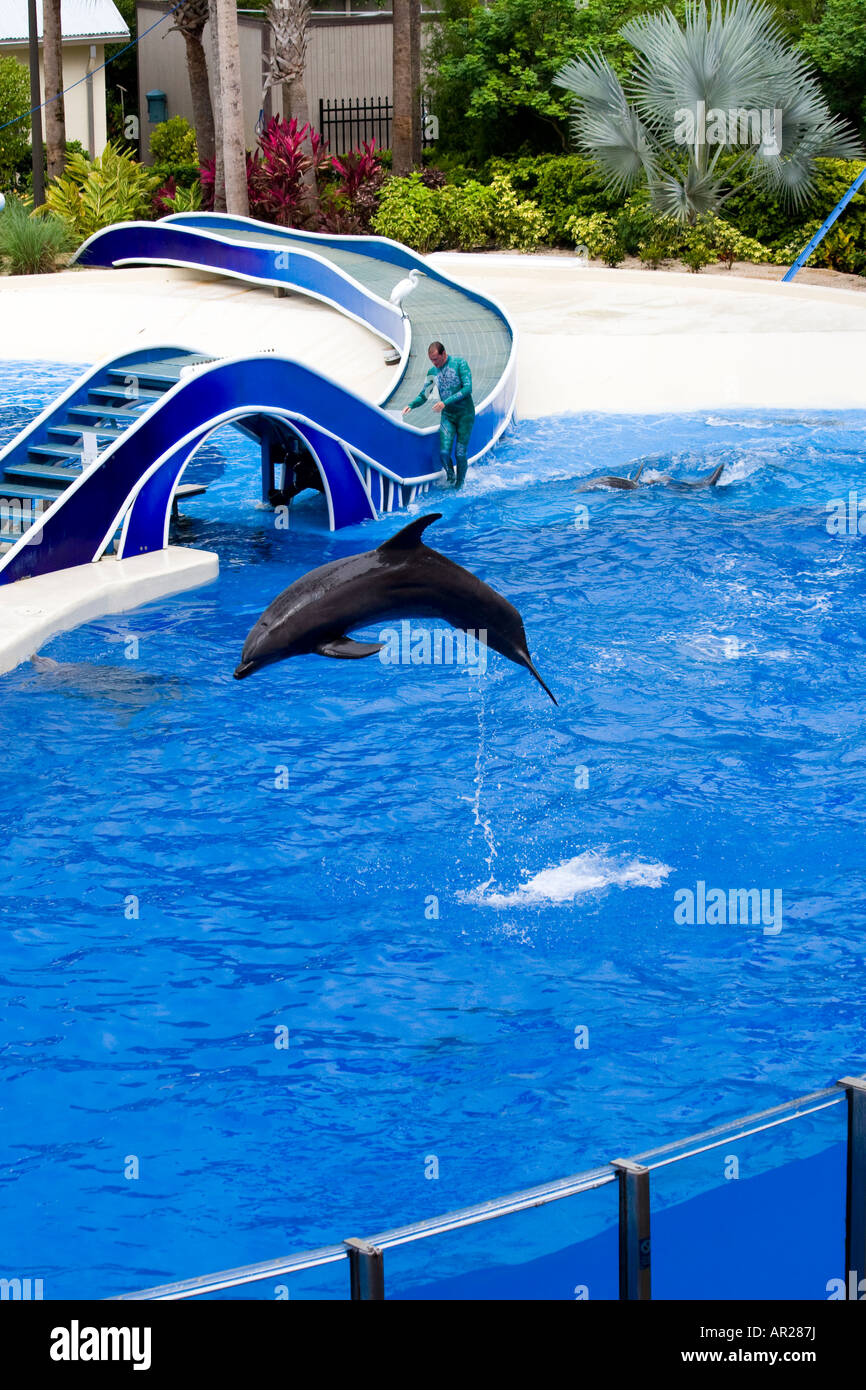 Seaworld Dolphin Jumping and Flipping at Seaworld Stock Photo - Alamy