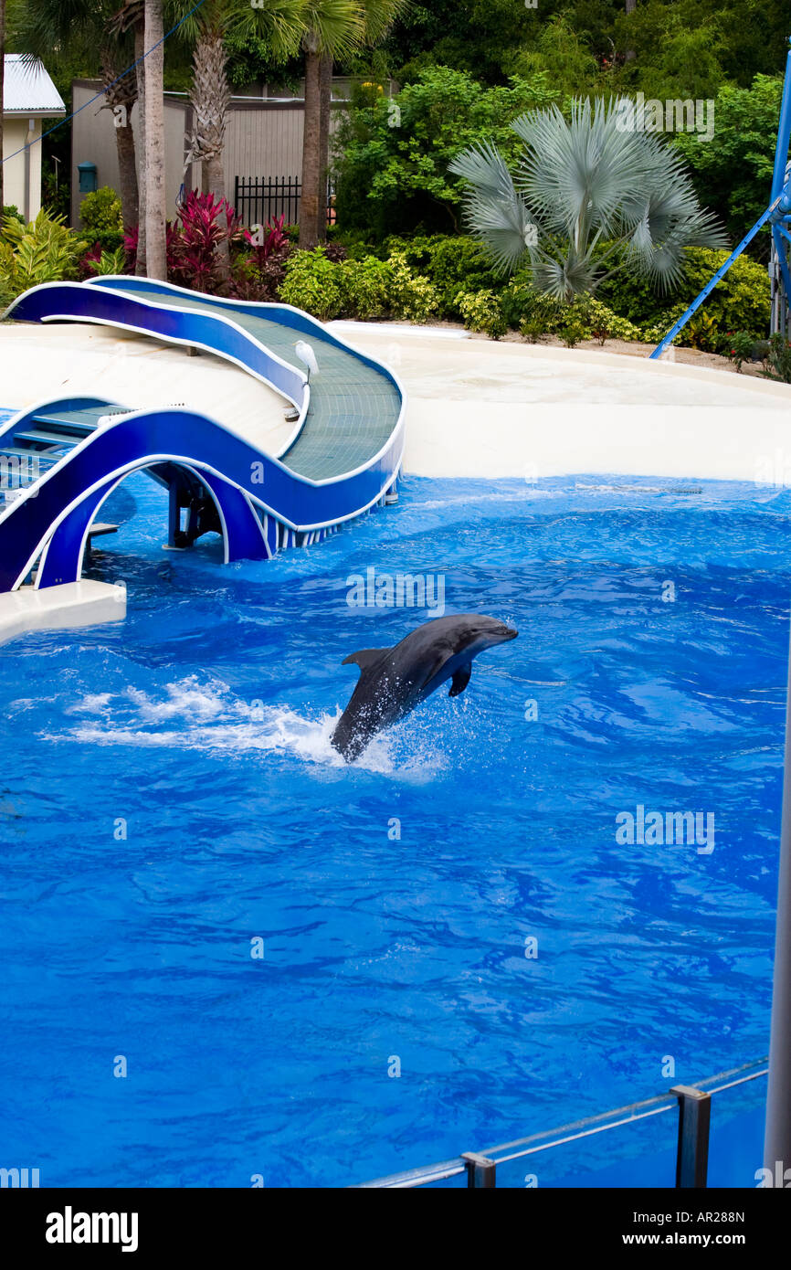 Seaworld Dolphins Jumping in Pool Stock Photo - Alamy