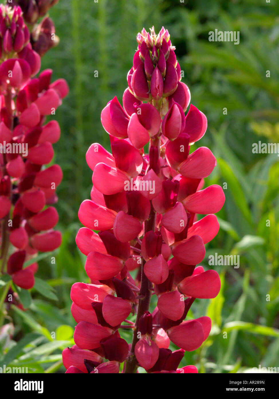 Flowering lupinus hi-res stock photography and images - Alamy