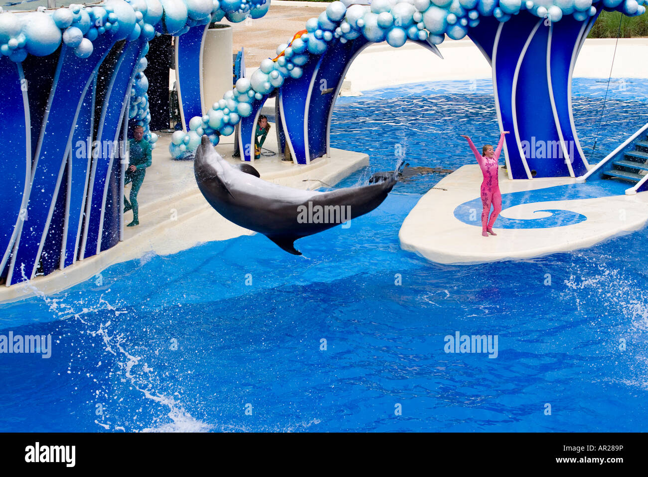 Seaworld Dolphin Trainer with Jumping and Flipping Dolphin at Seaworld ...