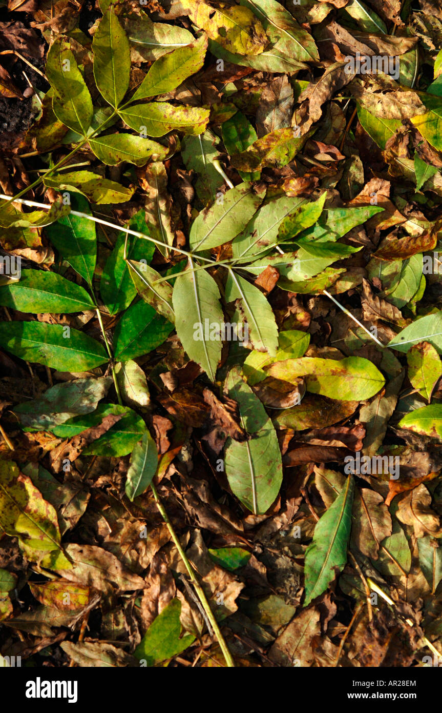 Different types fallen leaves hi-res stock photography and images - Alamy