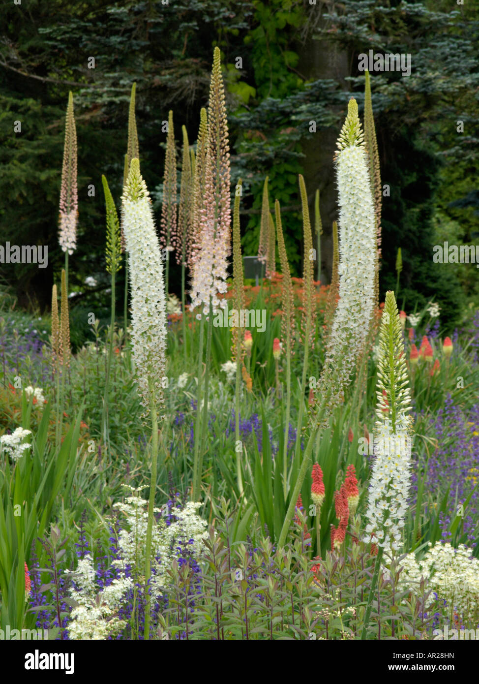 Eremurus himalaicus hi-res stock photography and images - Alamy
