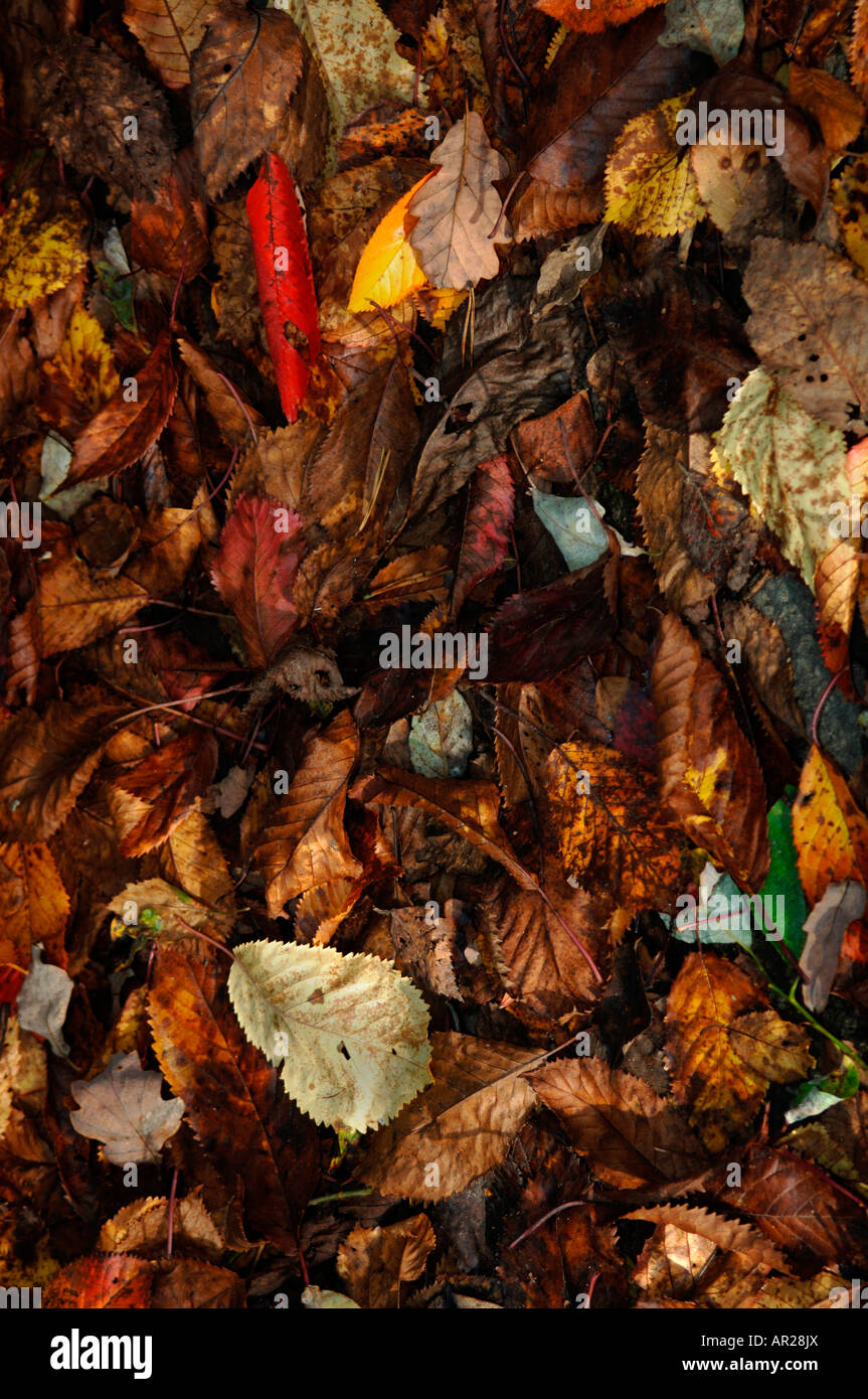 Colourful fallen leaves hi-res stock photography and images - Alamy