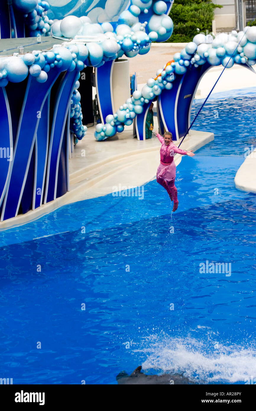 Seaworld Trainer Suspended over Dolphin Tank during Show Stock Photo ...