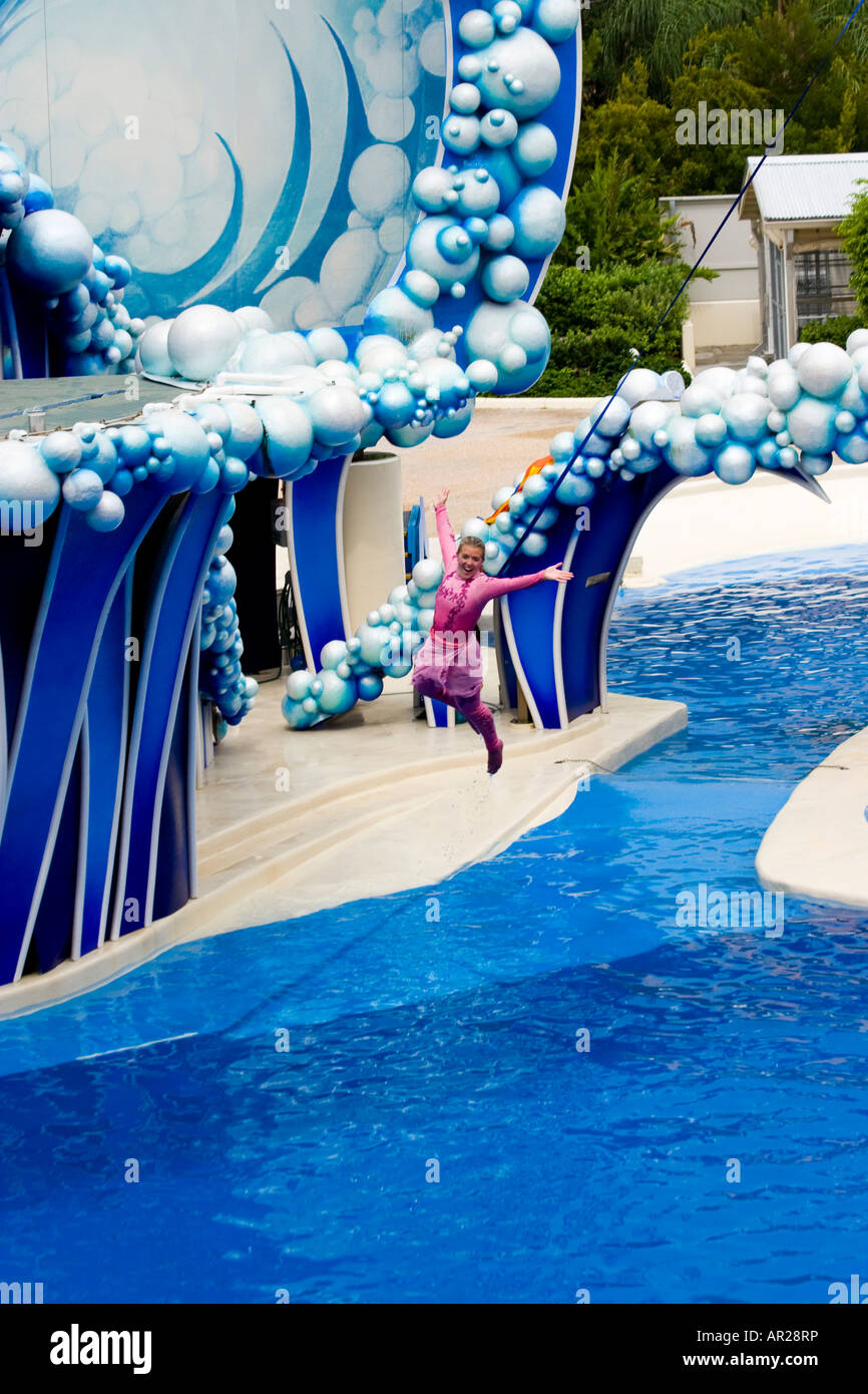 Seaworld Trainer Suspended over Dolphin Tank during Show Stock Photo ...