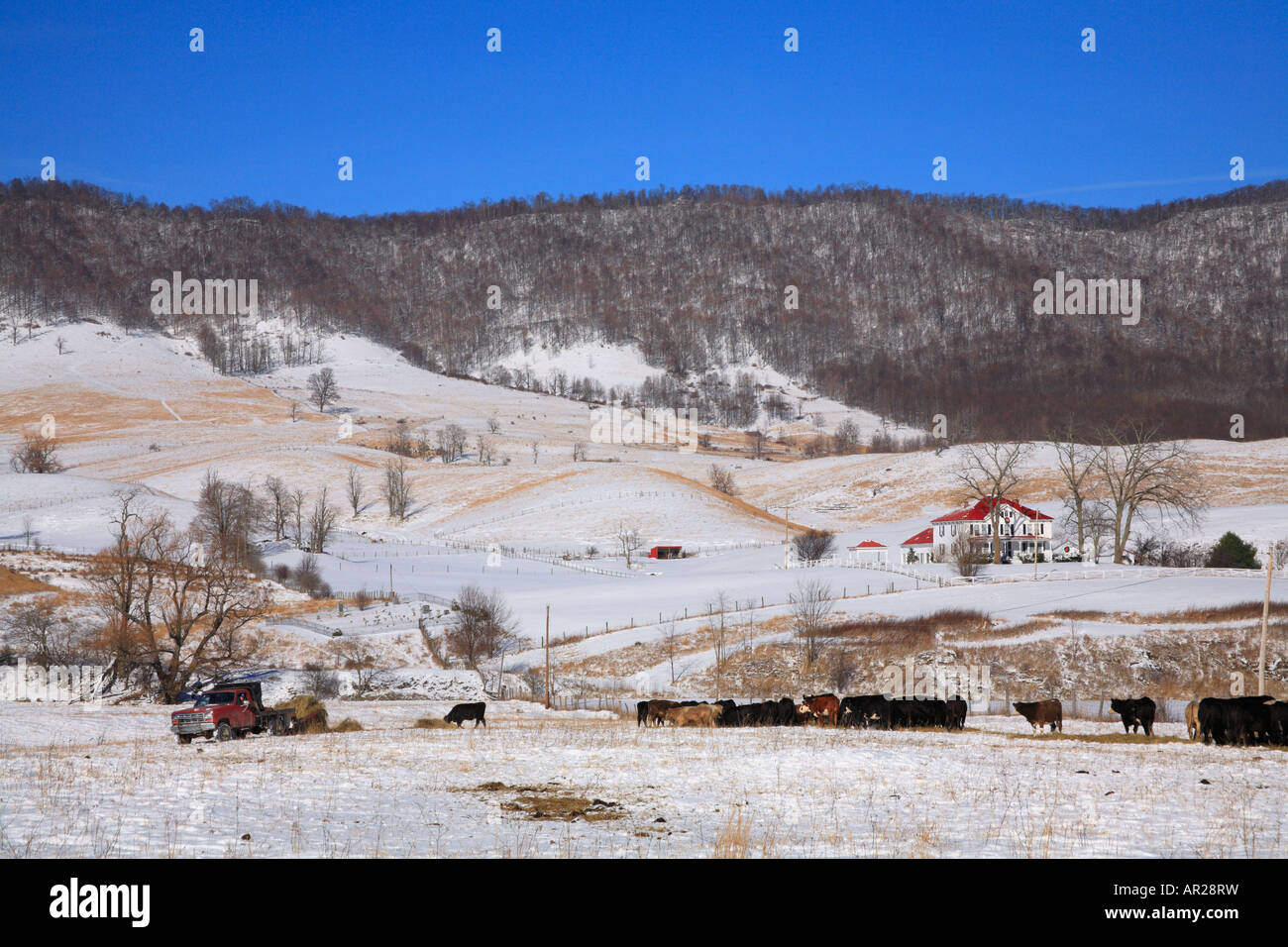 Farmer Feeding Cows, Highland County, Shenandoah Valley, Virginia, USA ...