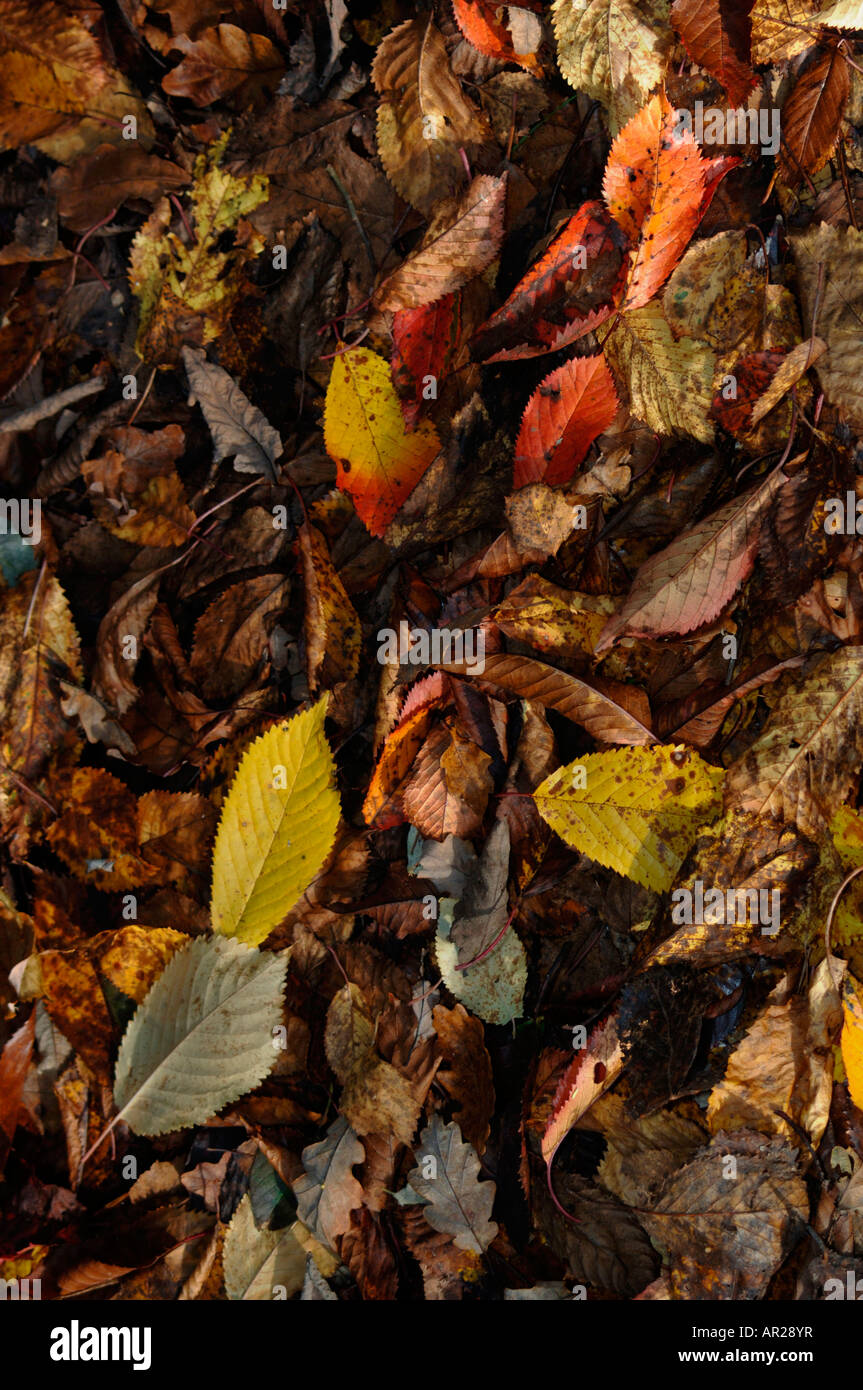 Colourful fallen leaves hi-res stock photography and images - Alamy