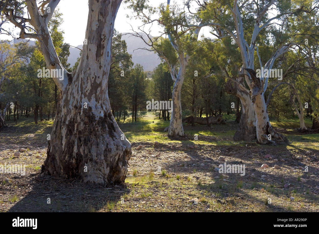 Dry creek bed Flinders Ranges South Australia Stock Photo - Alamy