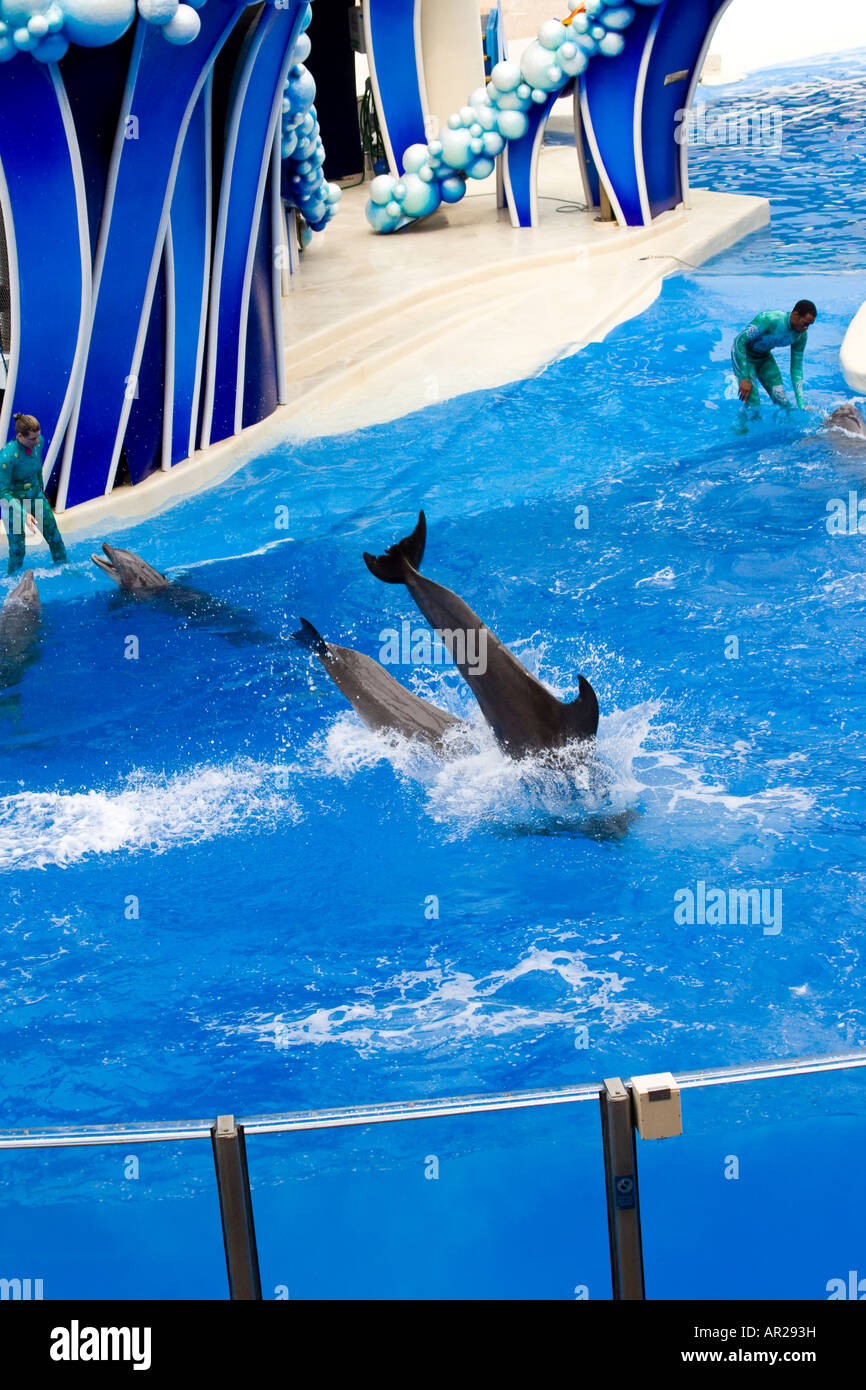 Diving with dolphin hi-res stock photography and images - Alamy