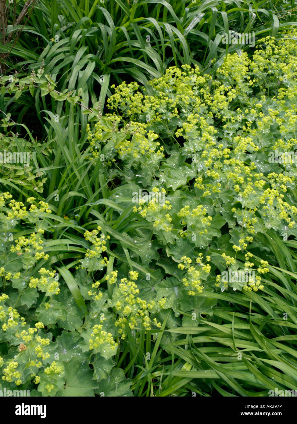 Perennials ladys mantle hi-res stock photography and images - Alamy