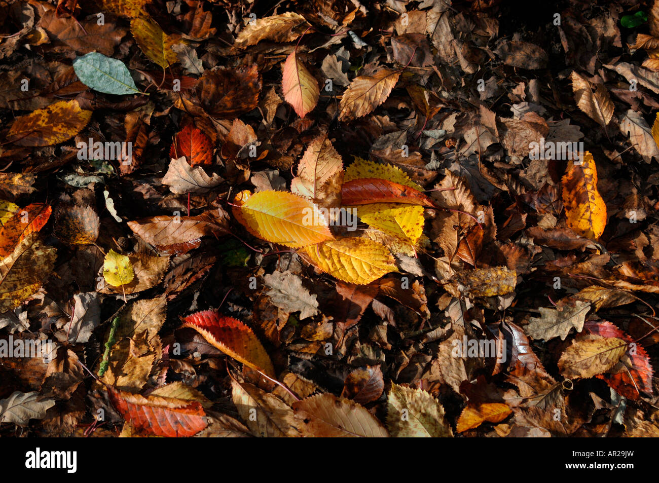 Colourful fallen leaves hi-res stock photography and images - Alamy