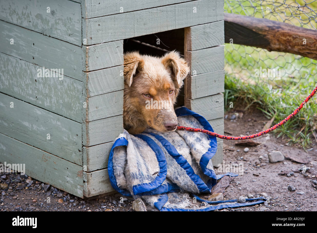 Dog in kennel Patagonia Chile Stock Photo - Alamy