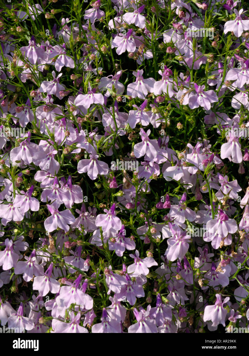 Edging lobelia (Lobelia erinus 'Laguna Mounding Lavender' Stock Photo ...