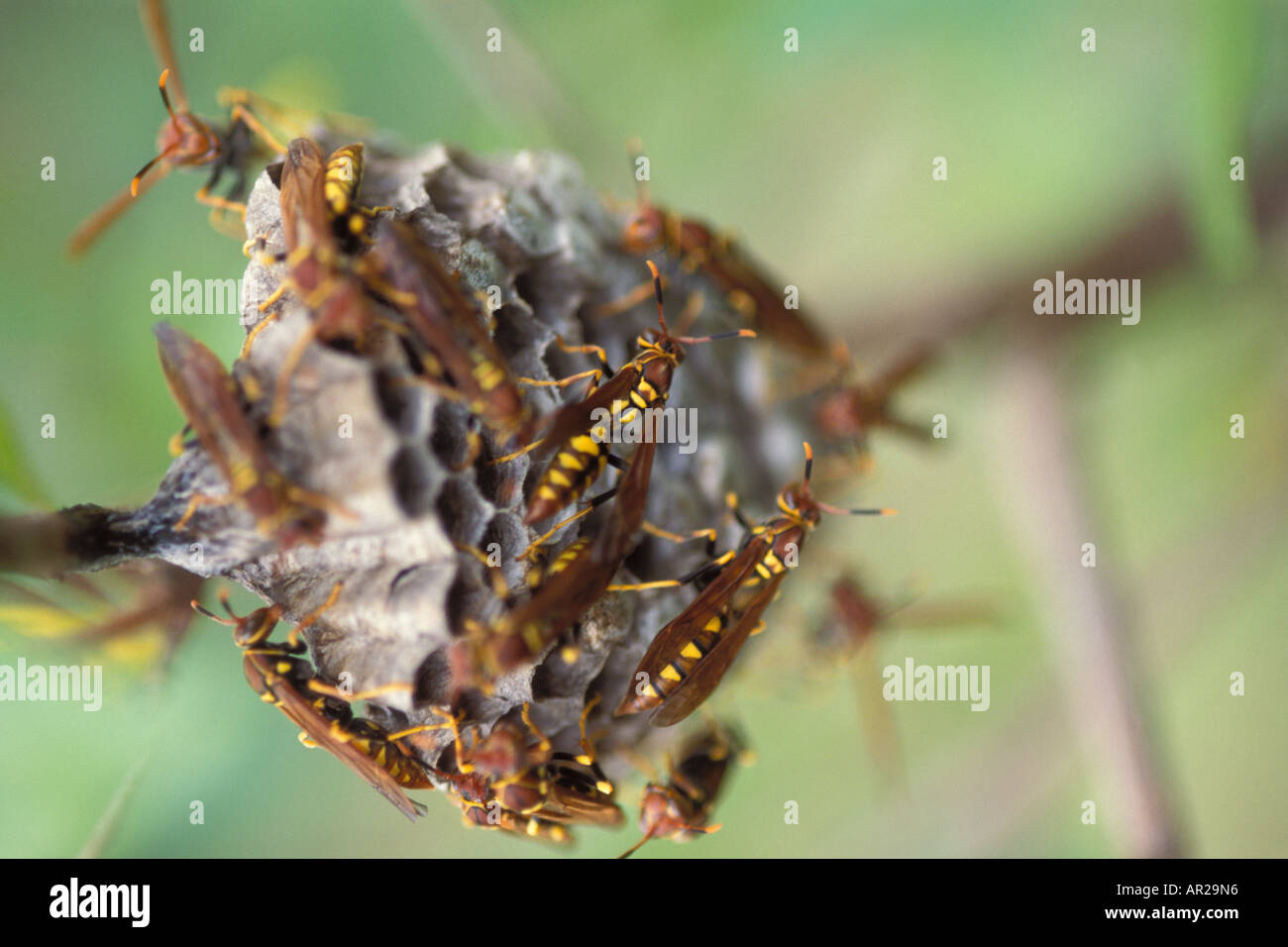 wasps on their hive in the southern end of Ecuador South America Stock ...