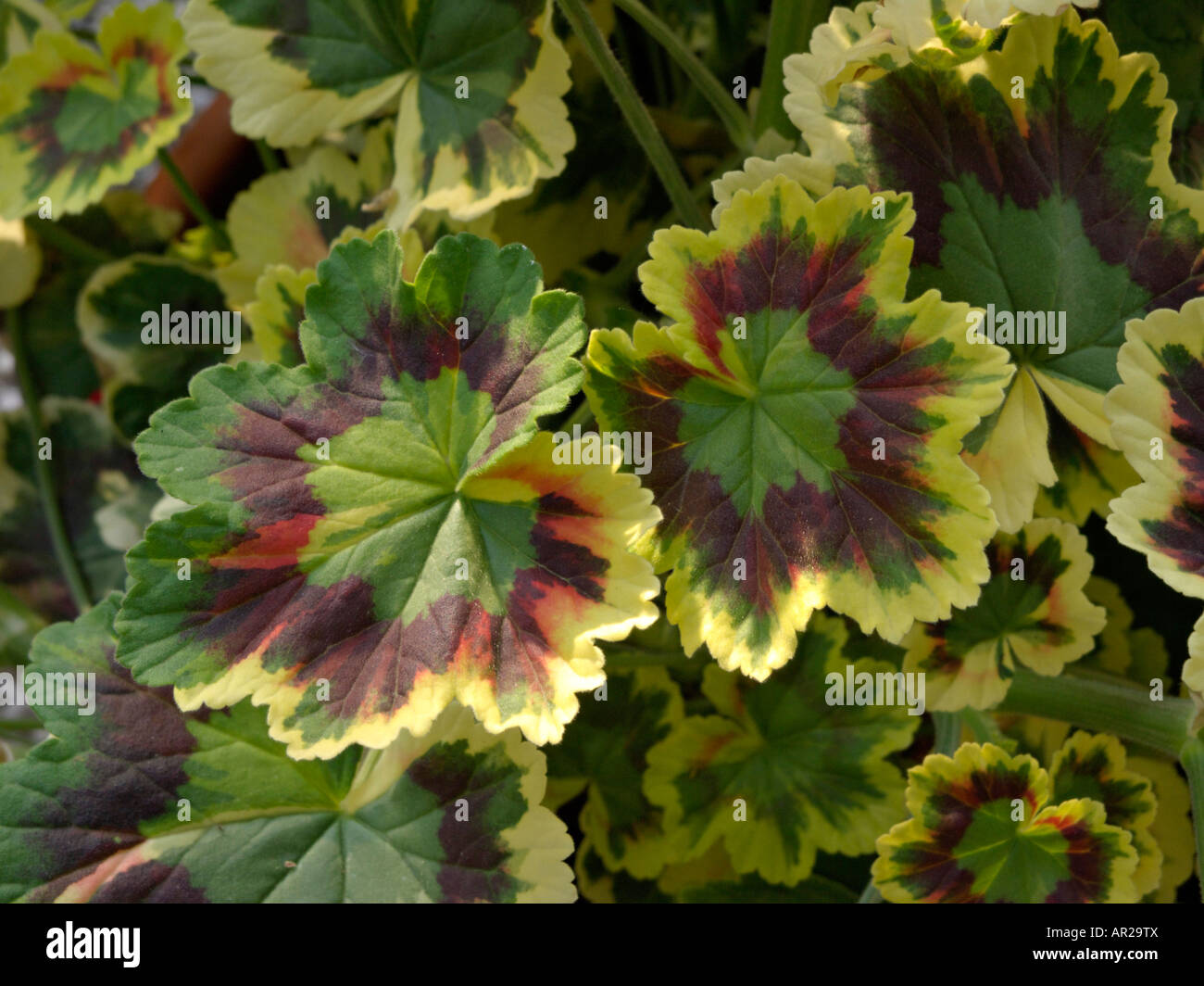Leaf of pelargonium hi-res stock photography and images - Alamy
