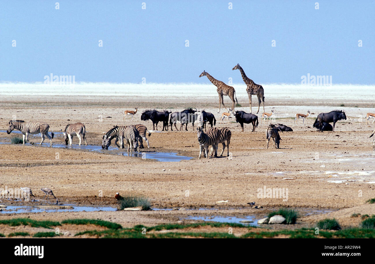 Namibia Etosha National Park African wildlife crowds desert water hole ...